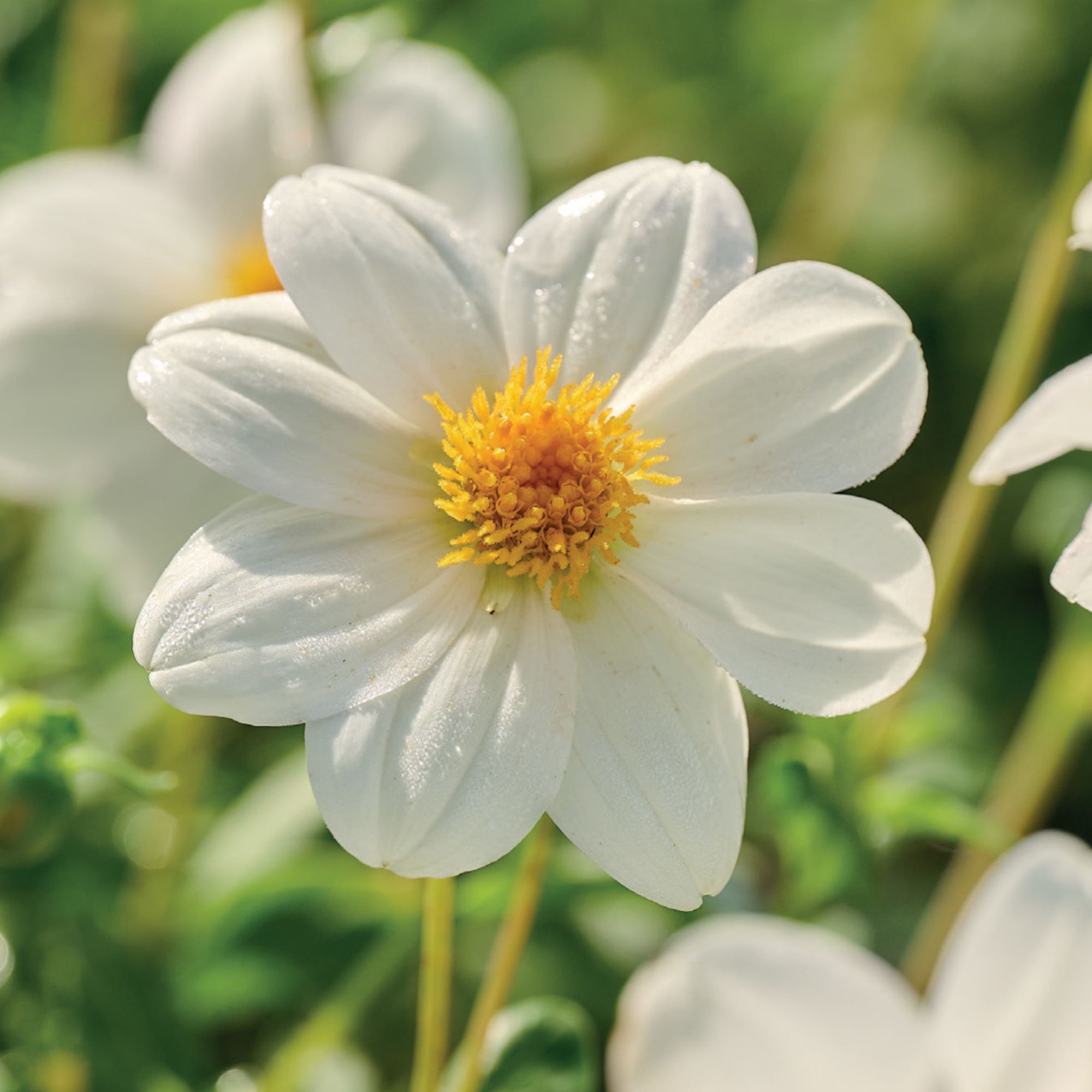 Dahlia mignon Sneezy Flower bulb