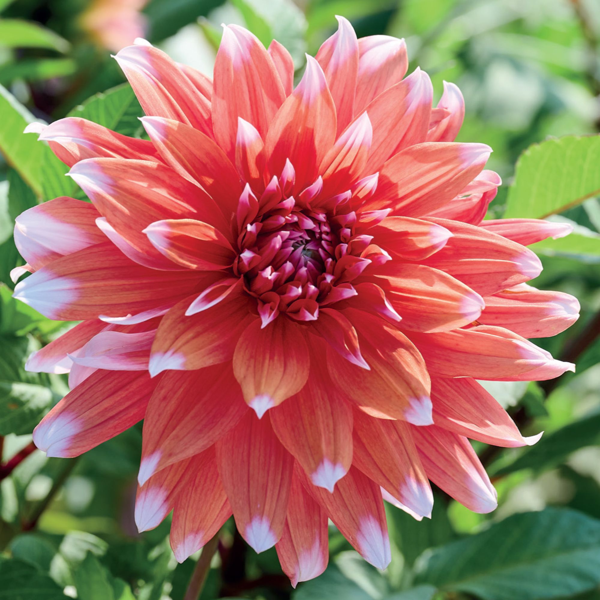 Dahlia semi-cactus Colour Spectacle Flower bulb