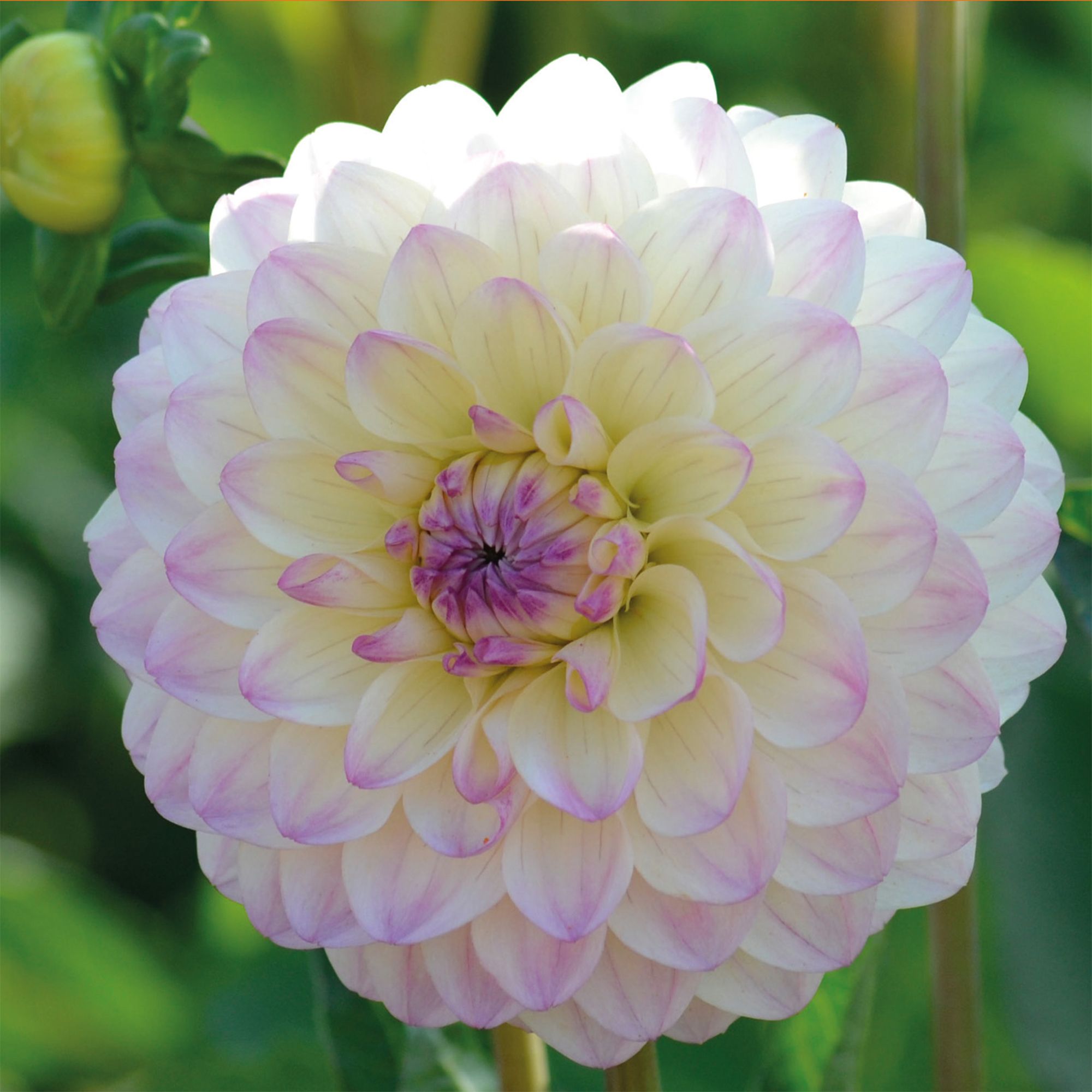 Decorative Dahlia Hotline 2 Flower bulbs