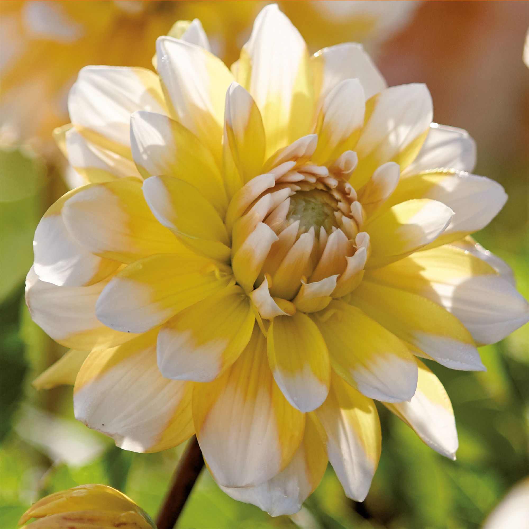 Decorative Dahlia Seattle 2 Flower bulbs