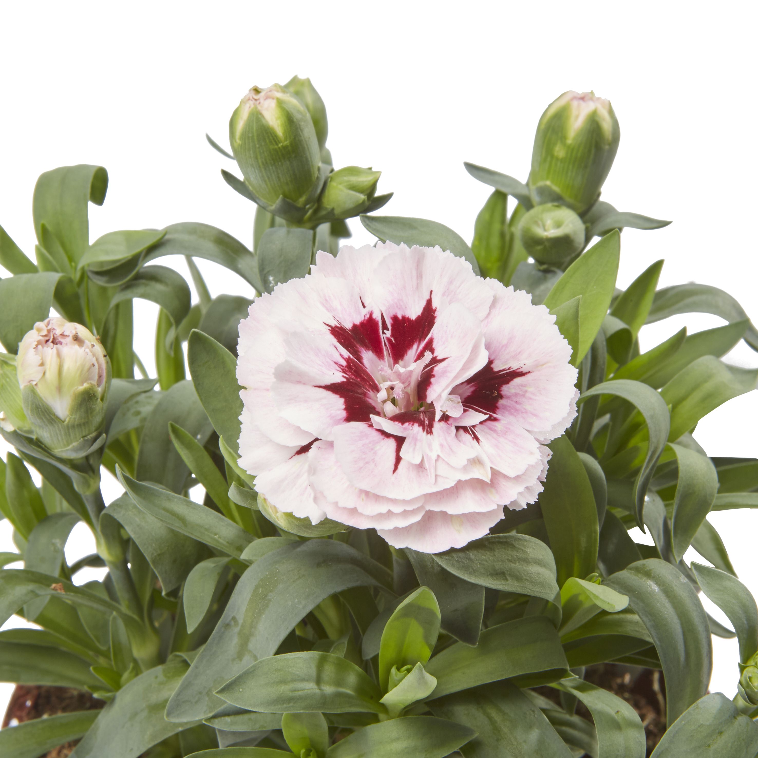 Dianthus Oscar Autumn Bedding plant 10.5cm, Pack of 6 | DIY at B&Q