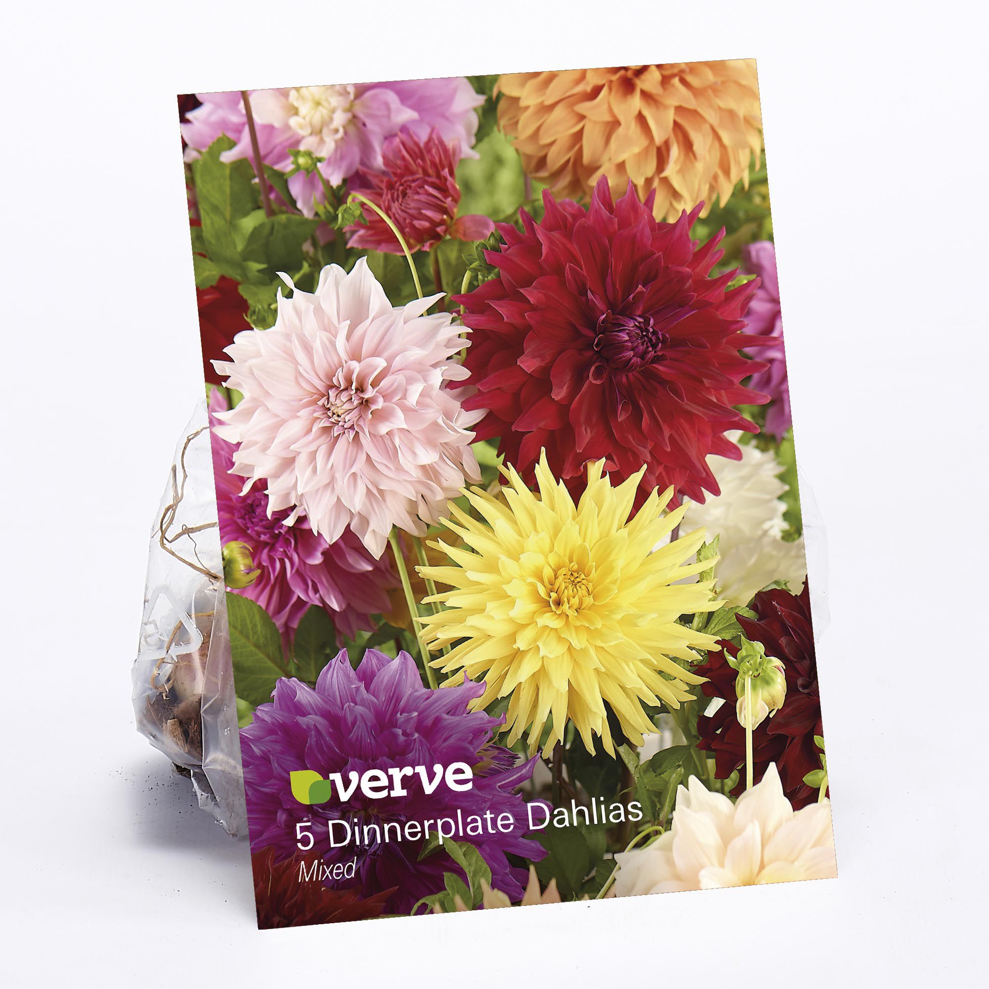 Dinnerplate Dahlias mixed Flower bulb, Pack of 5 | DIY at B&Q