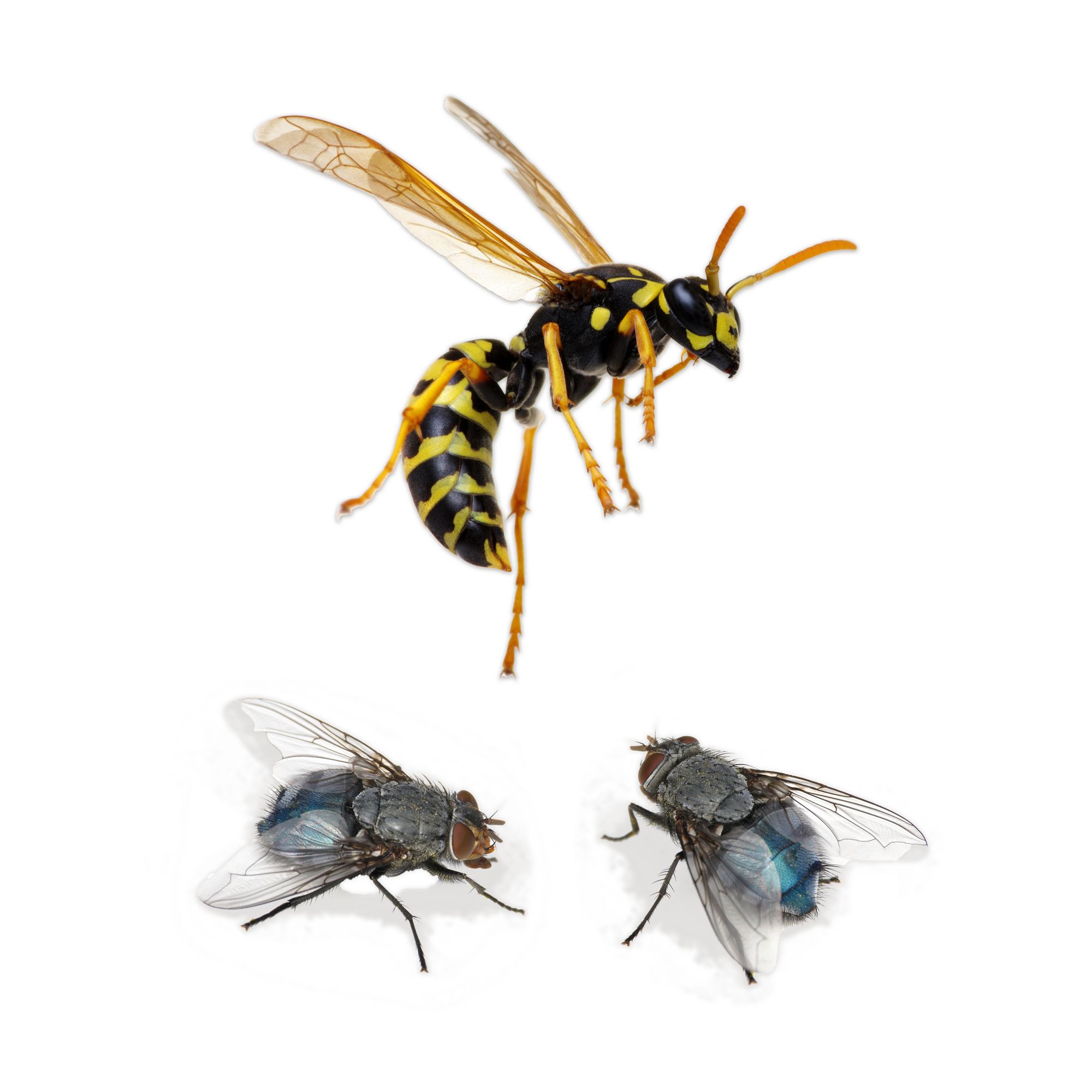 Doff Fast acting Fly & wasp killer spray 500ml