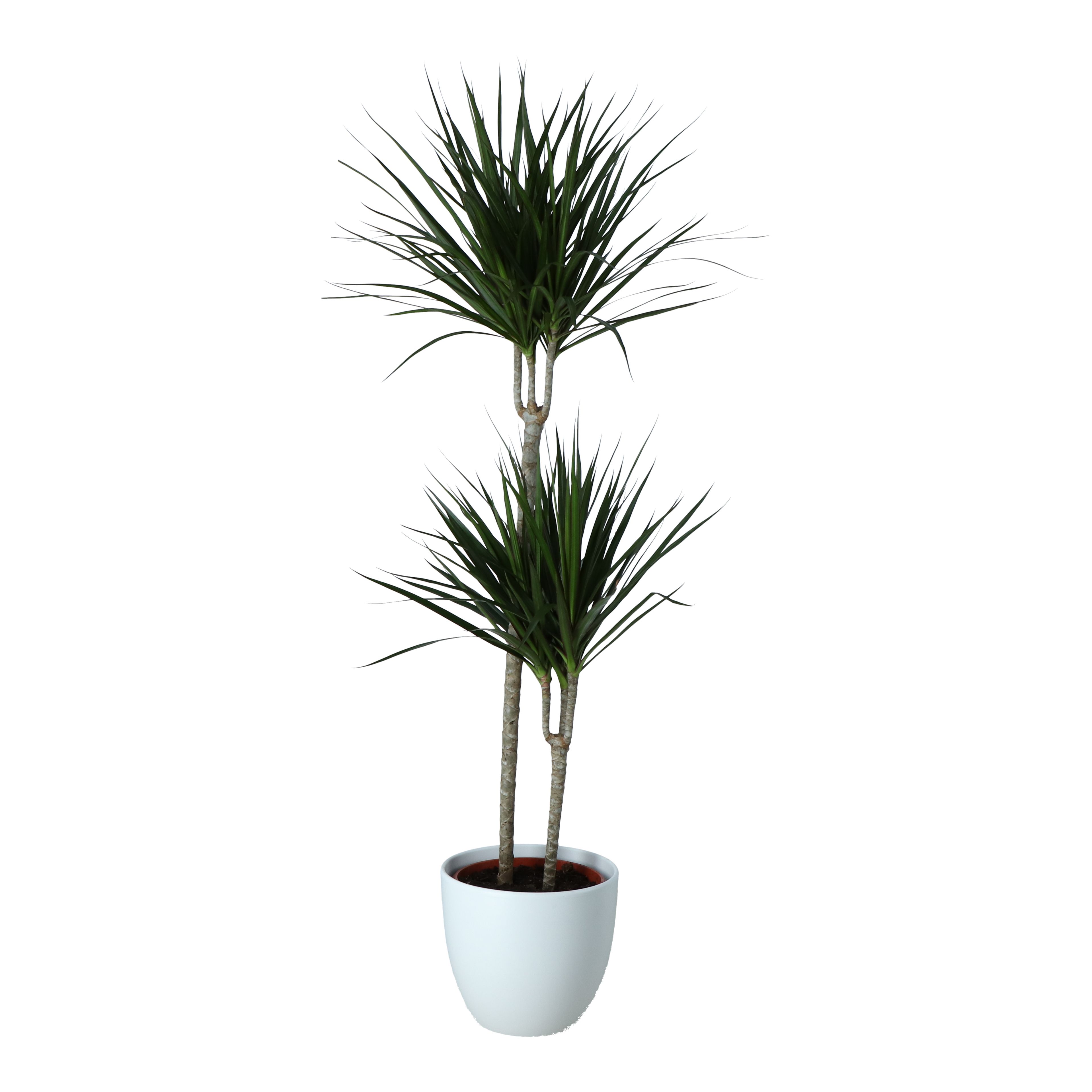 Dragon tree in 24cm Assorted Ceramic Decorative pot | DIY at B&Q