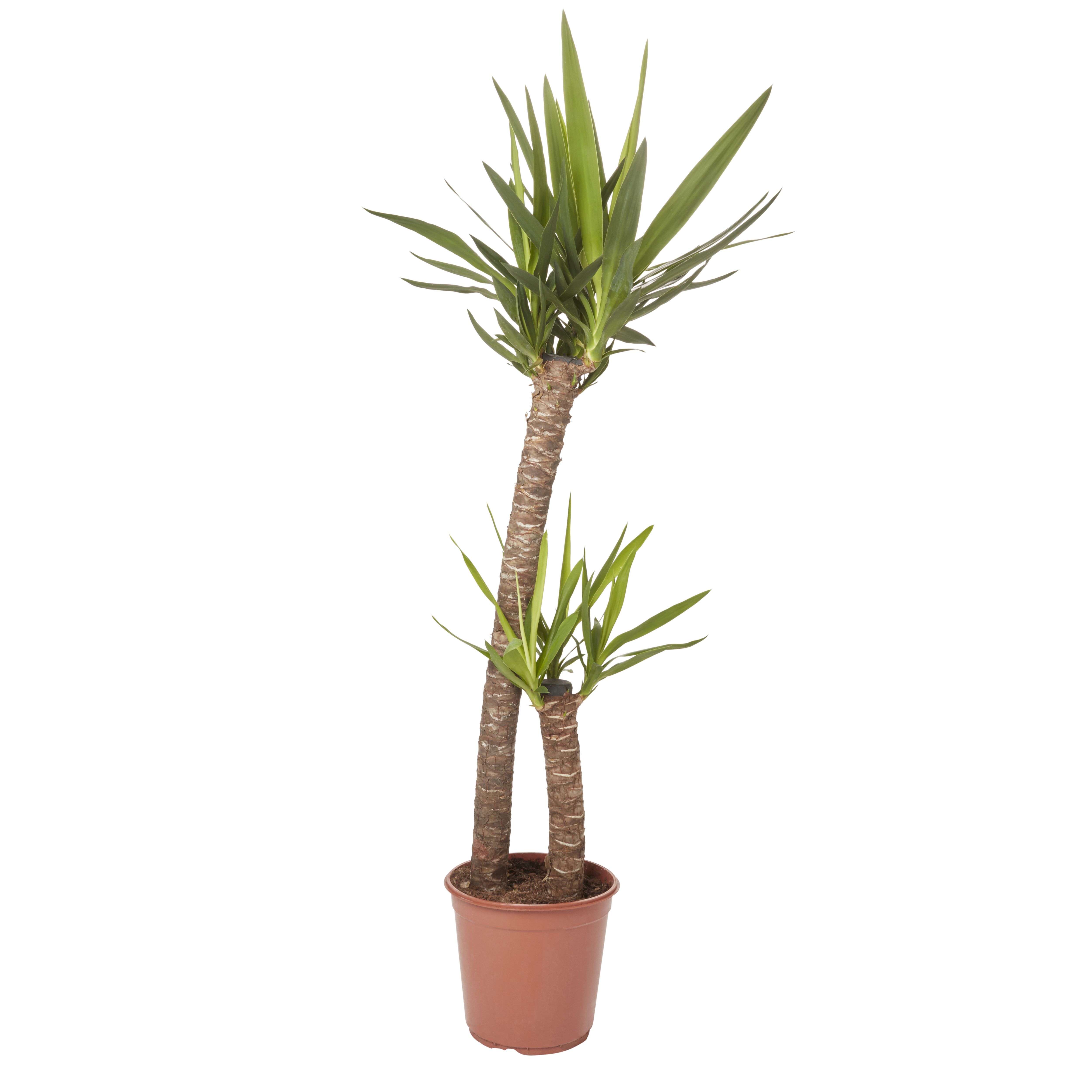 Dragon tree in 24cm Terracotta Plastic Grow pot | DIY at B&Q