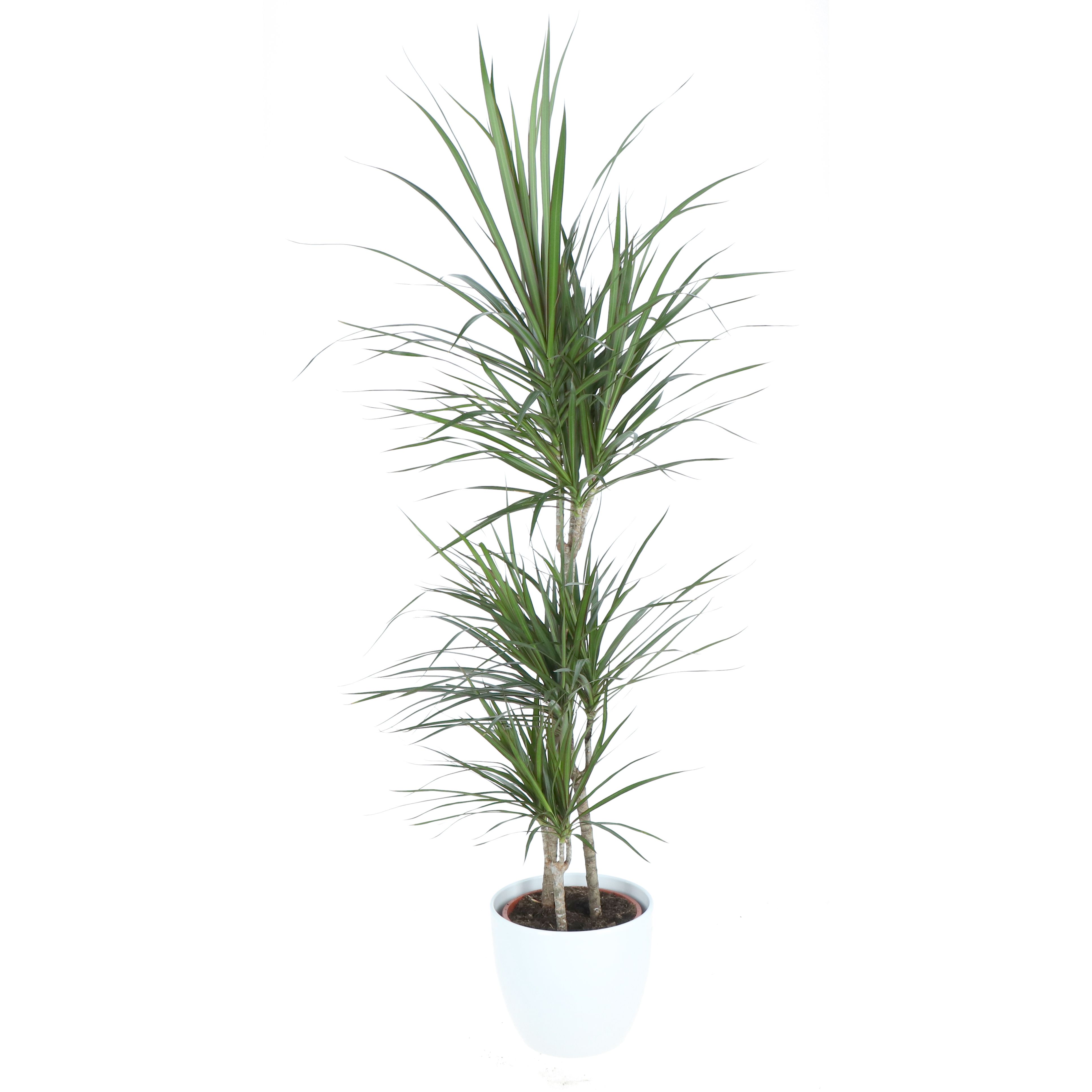 Dragon tree in 27cm White Ceramic Pot | DIY at B&Q