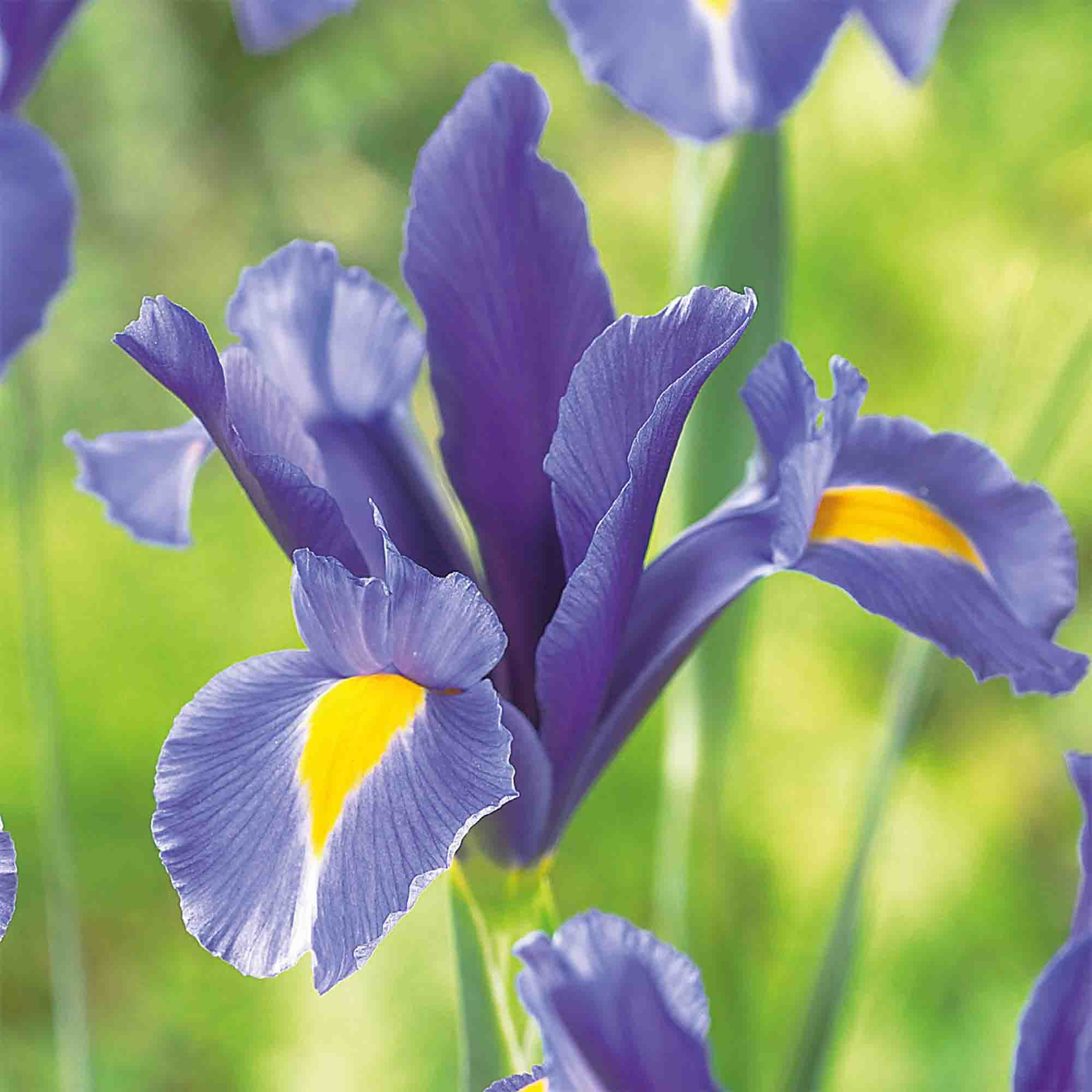 Dutch Iris Sapphire Beauty 15 Flower bulbs
