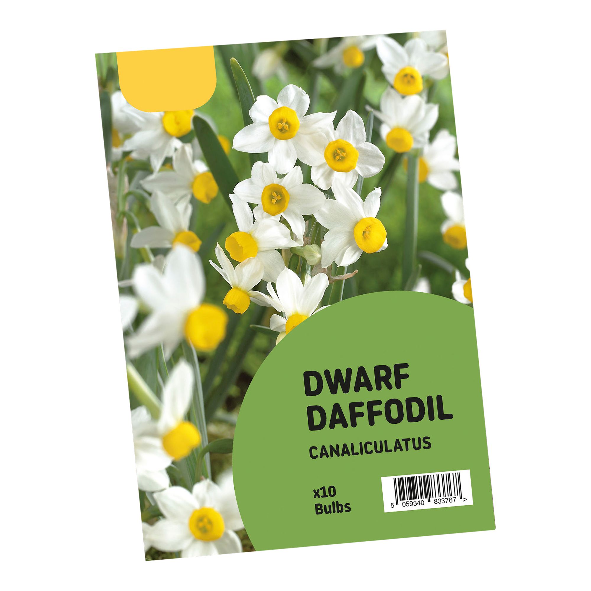 Dwarf Daffodil Canaliculatus 10 Flower Bulbs
