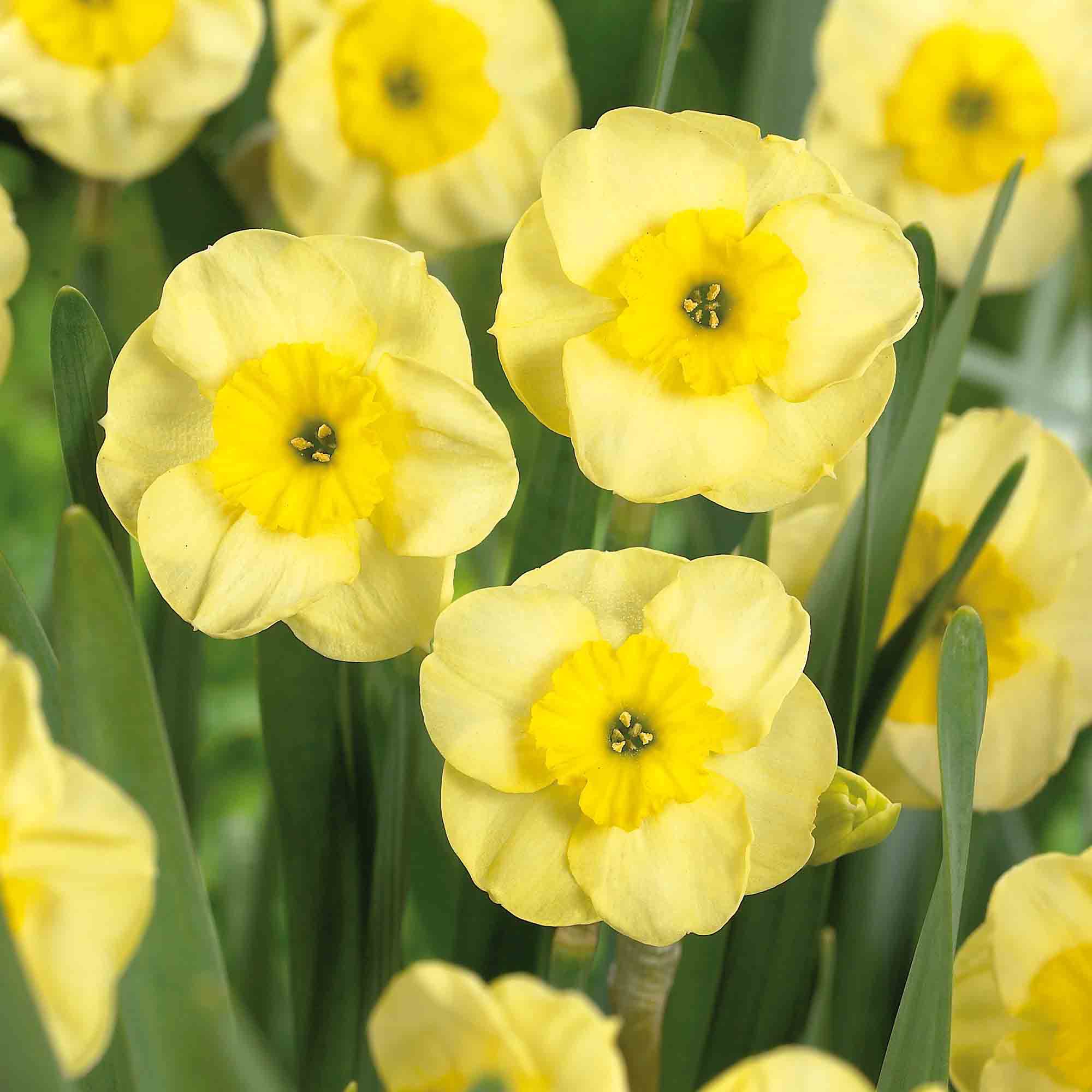 Dwarf Daffodil Sun Disc 10 Flower bulbs