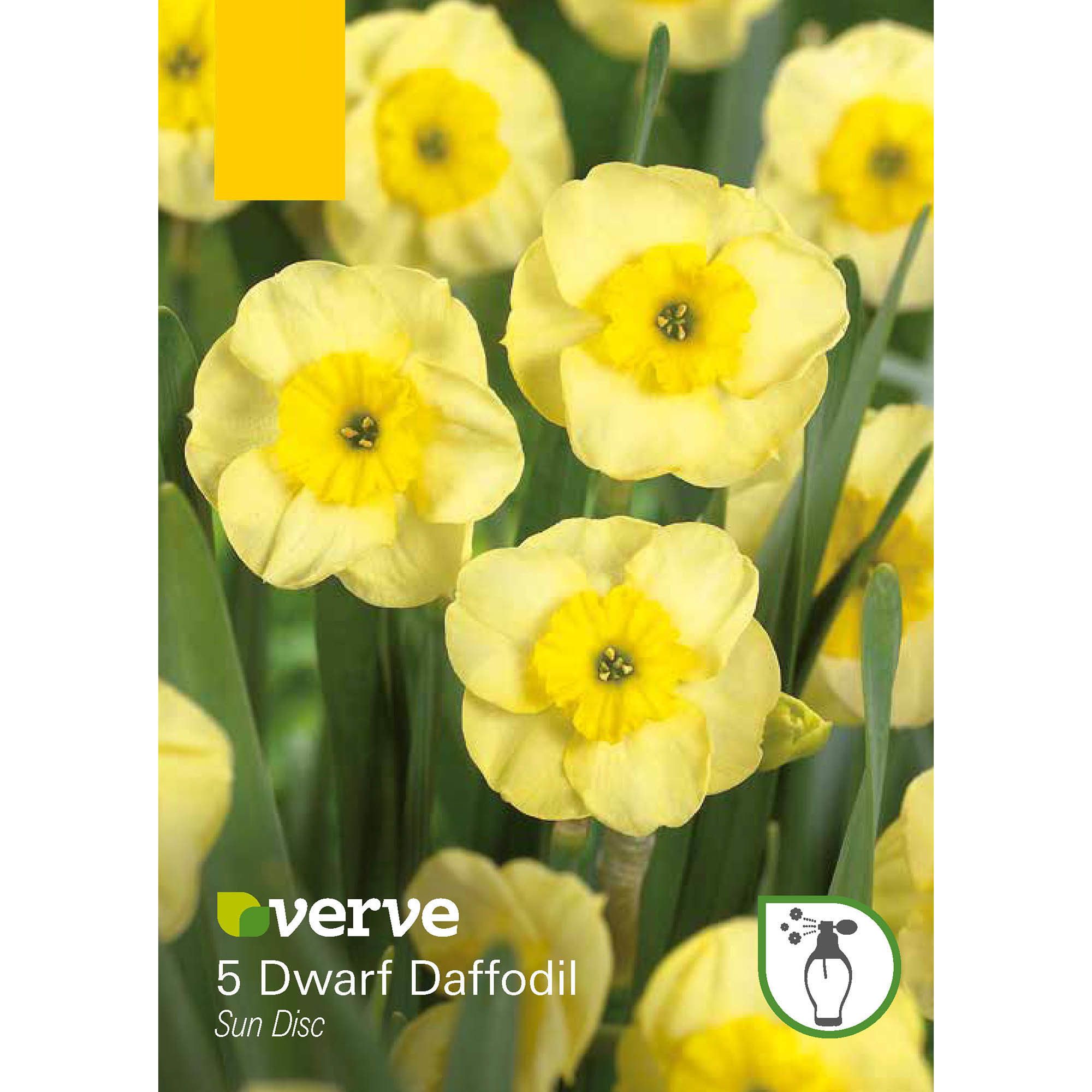 Dwarf Daffodil Sun Disc Flower bulb, Pack of 10 | DIY at B&Q