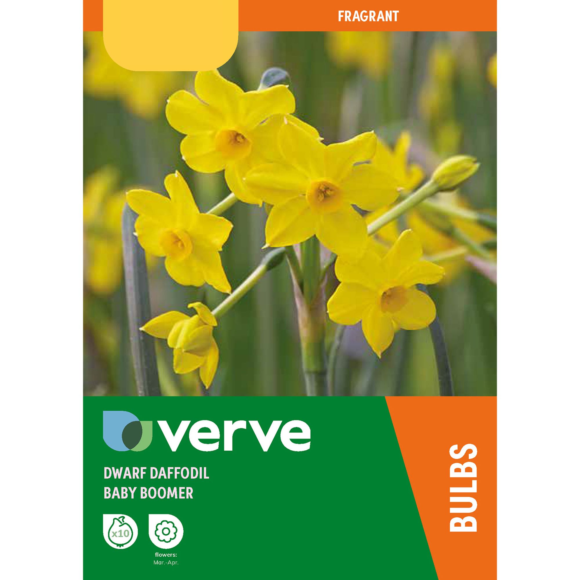 Dwarf Daffodil Yellow Baby Boomer 10 Flower bulbs at B&Q