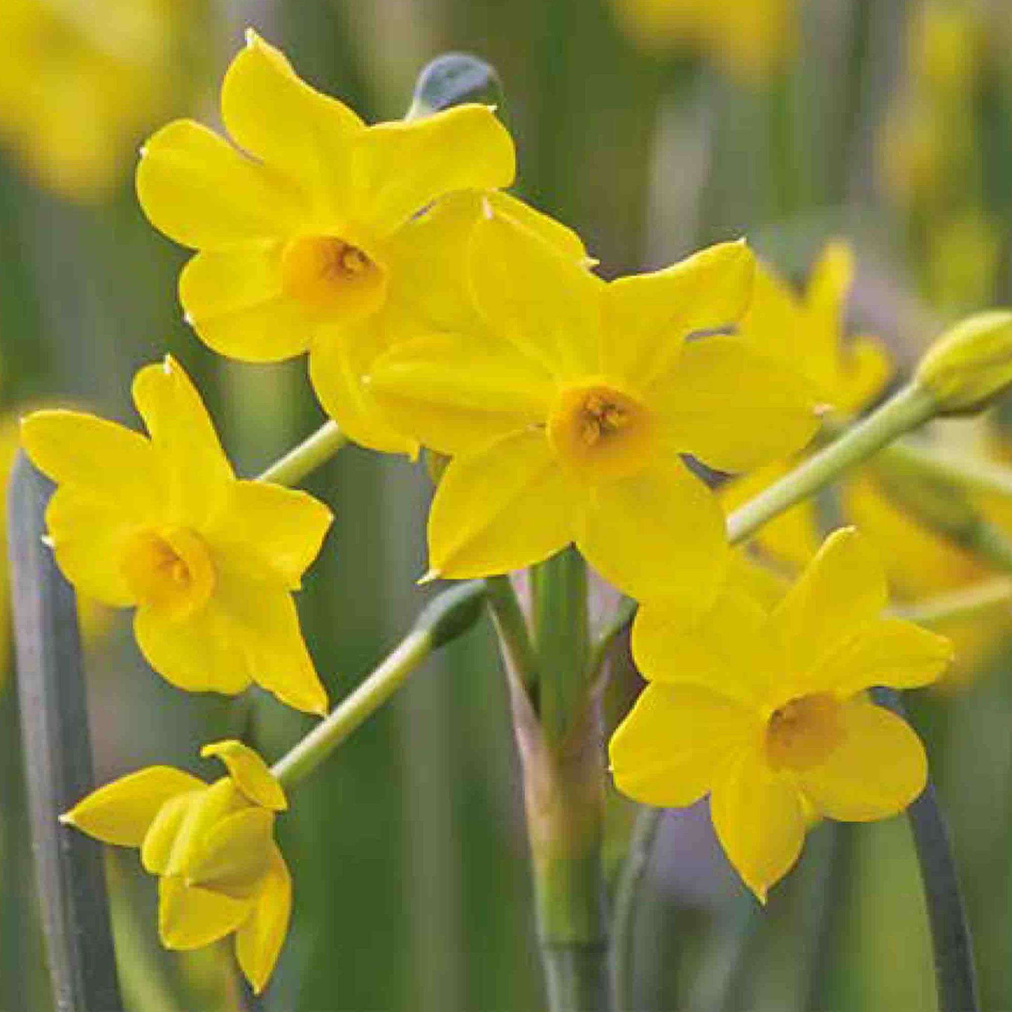 Dwarf Daffodil Yellow Baby Boomer 10 Flower bulbs