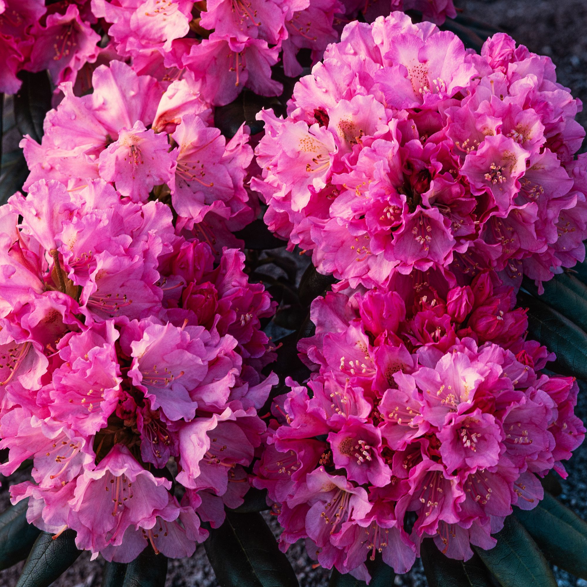 DWARF RHODODENDRON PINK