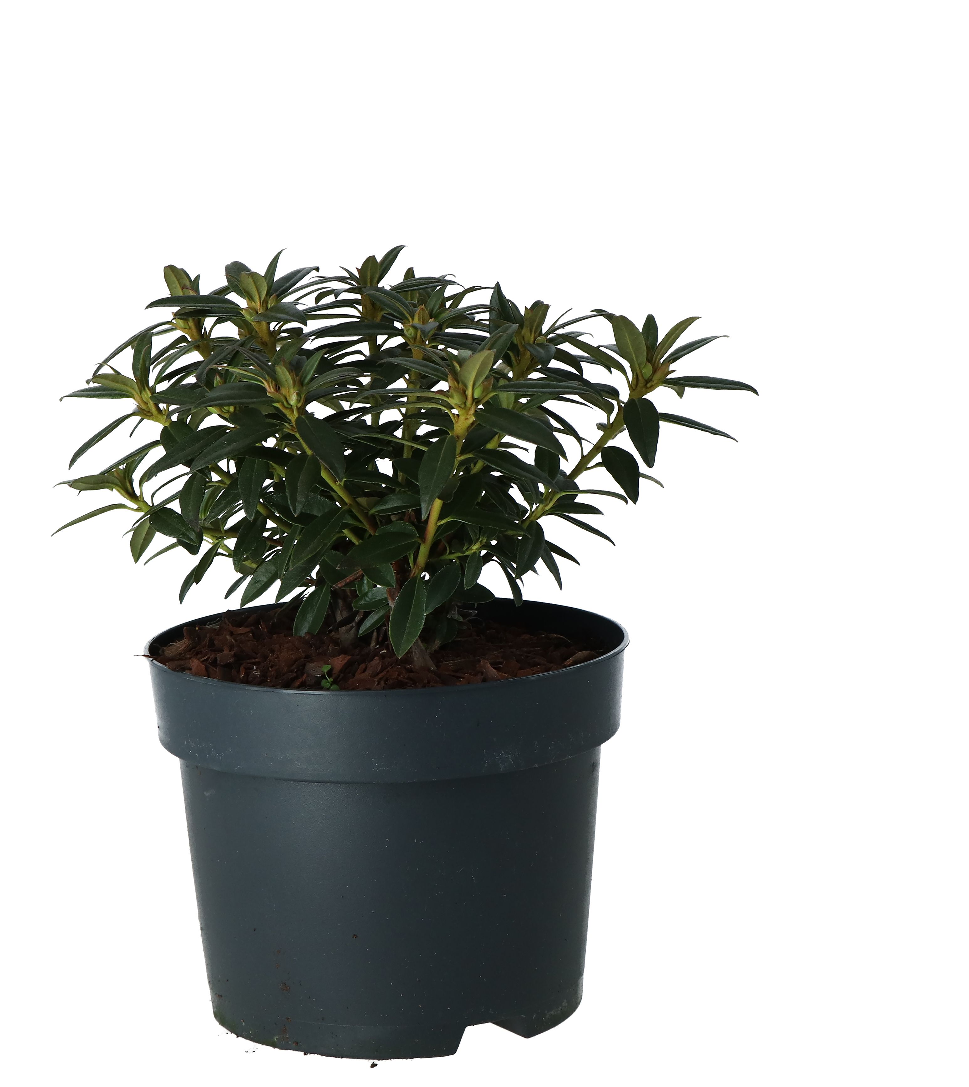 DWARF RHODODENDRON PINK