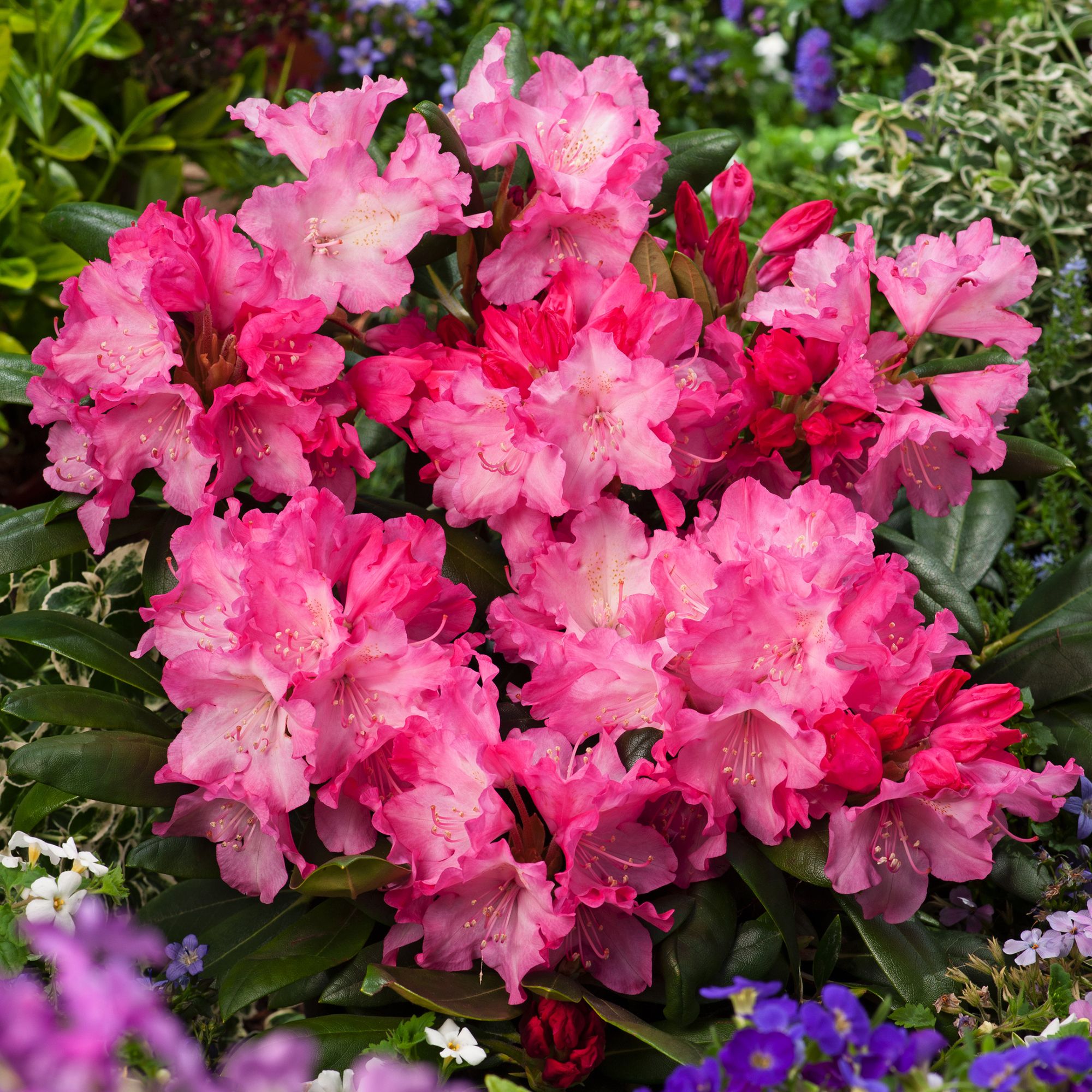 DWARF RHODODENDRON PINK