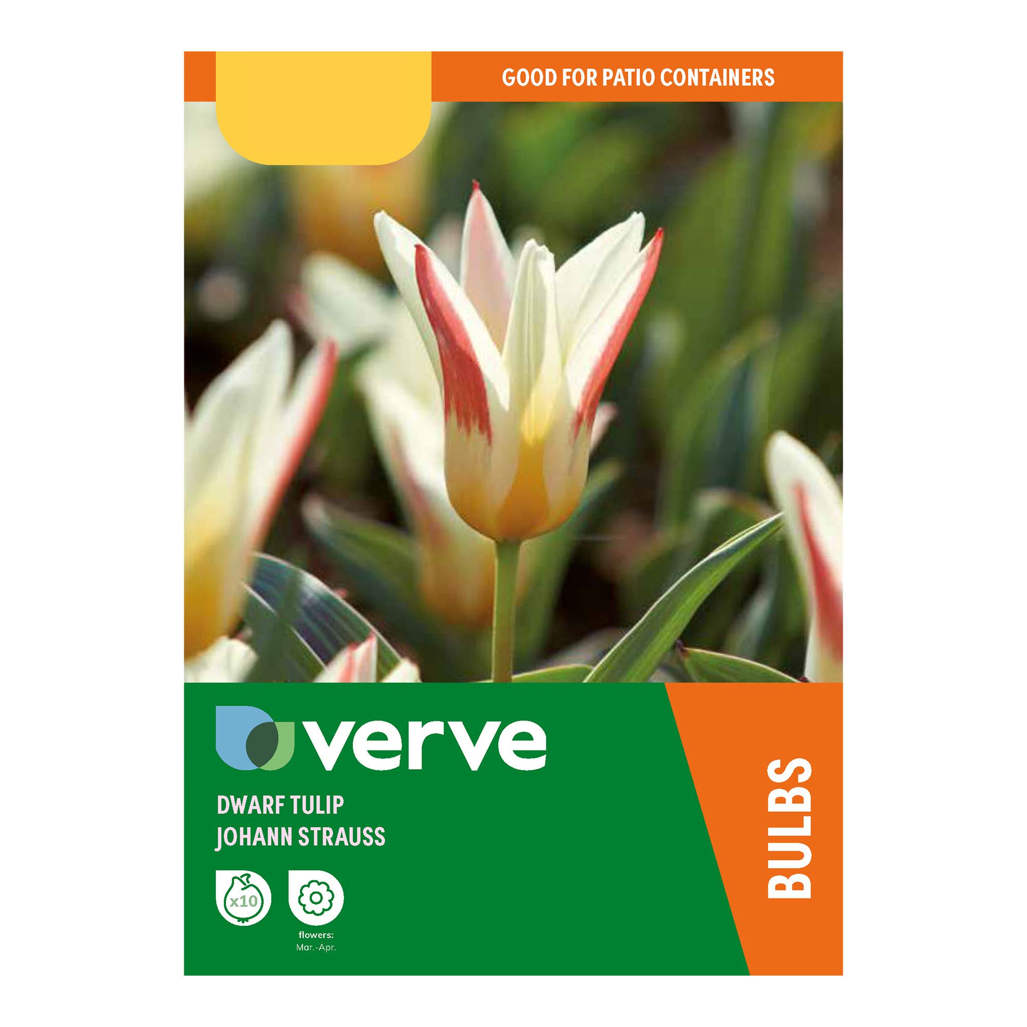 Dwarf tulip johann strauss Flower bulb, Pack of 10 at B&Q