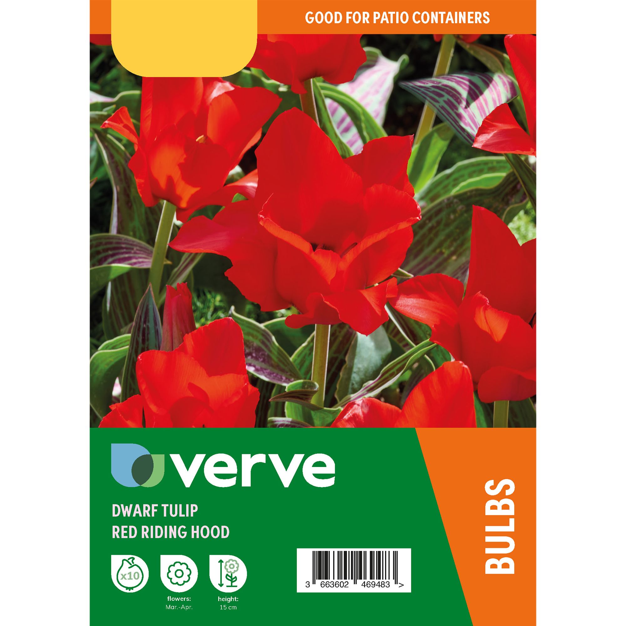 Dwarf tulip red riding hood Flower bulb, Pack of 10 | DIY at B&Q
