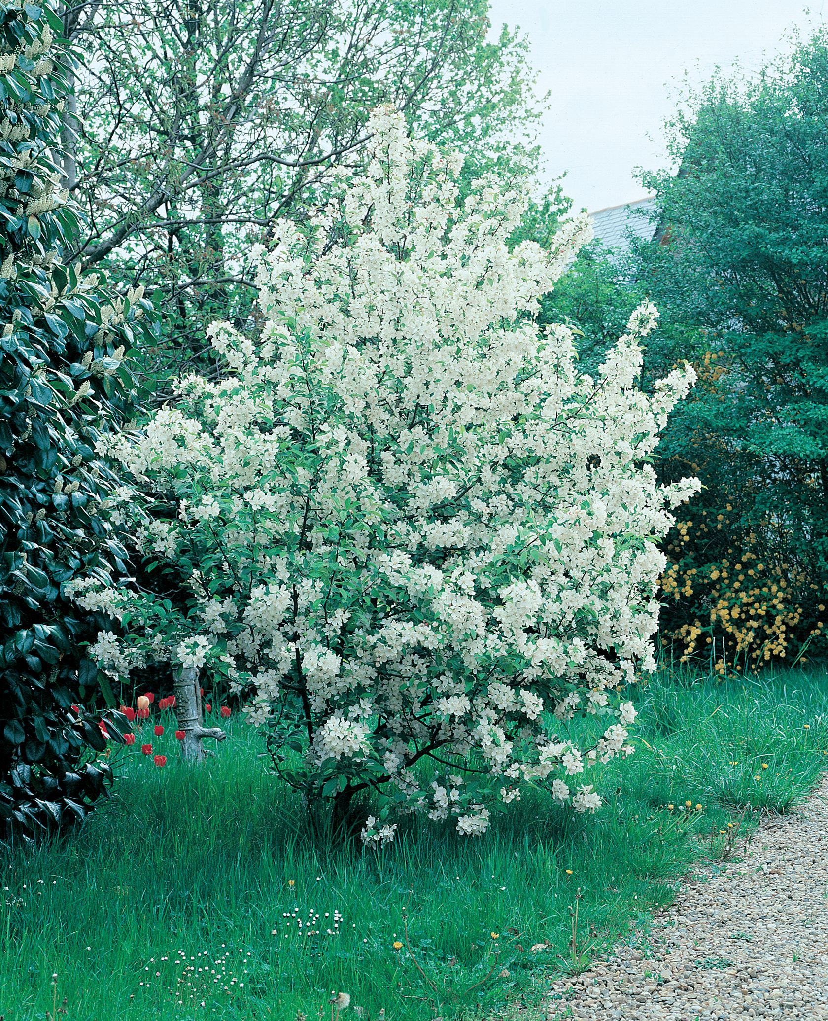 Evereste Apple Tree