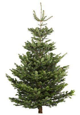 Extra large Nordman fir Real christmas tree | DIY at B&Q