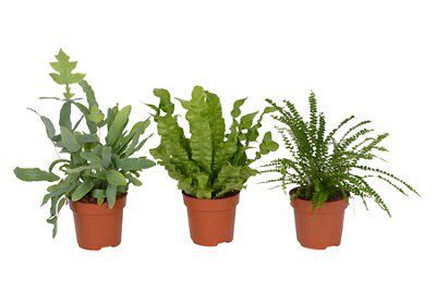 Buy FERN MIX | DIY at B&Q