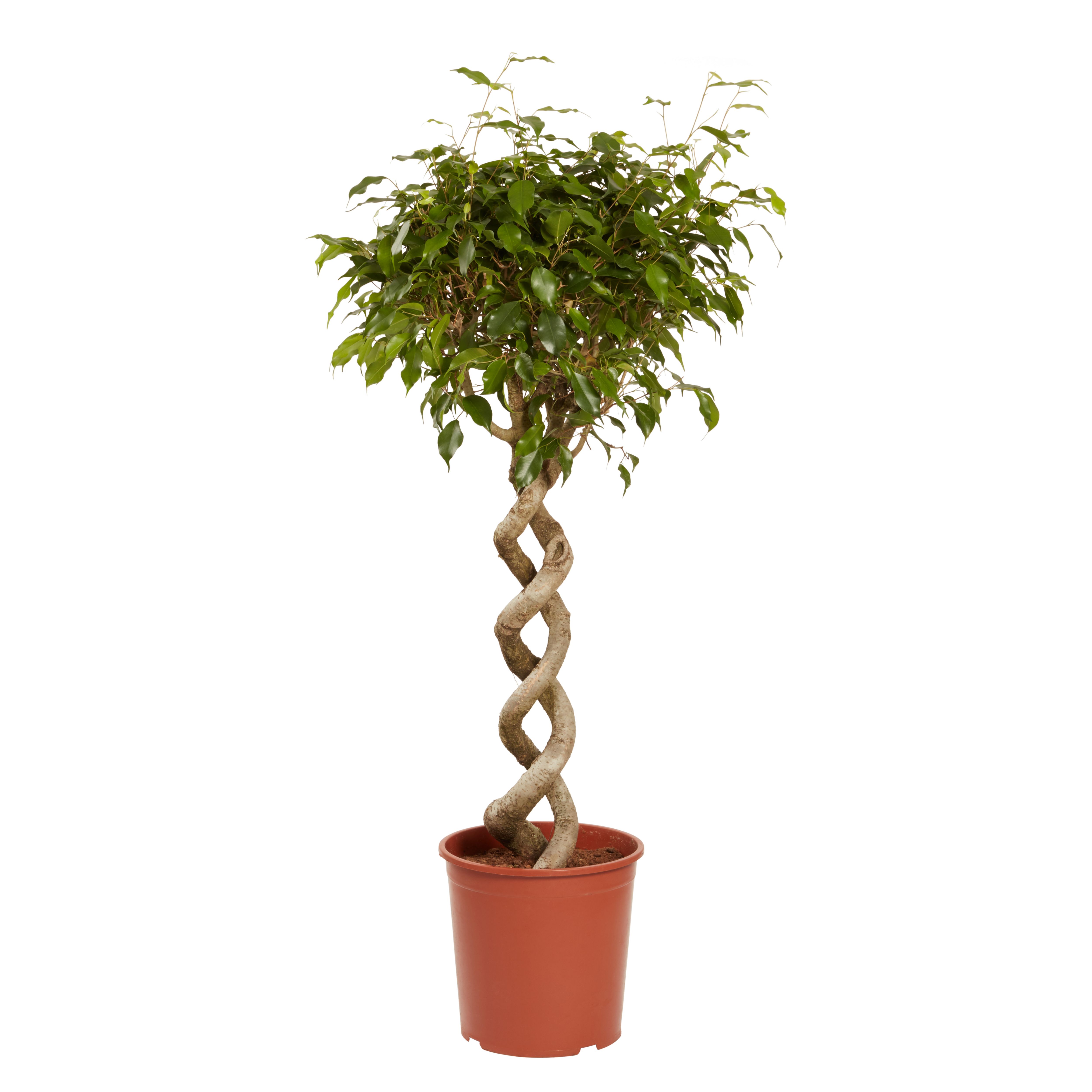 FICUS BENJAMINA EXOTICA 30CM | DIY at B&Q