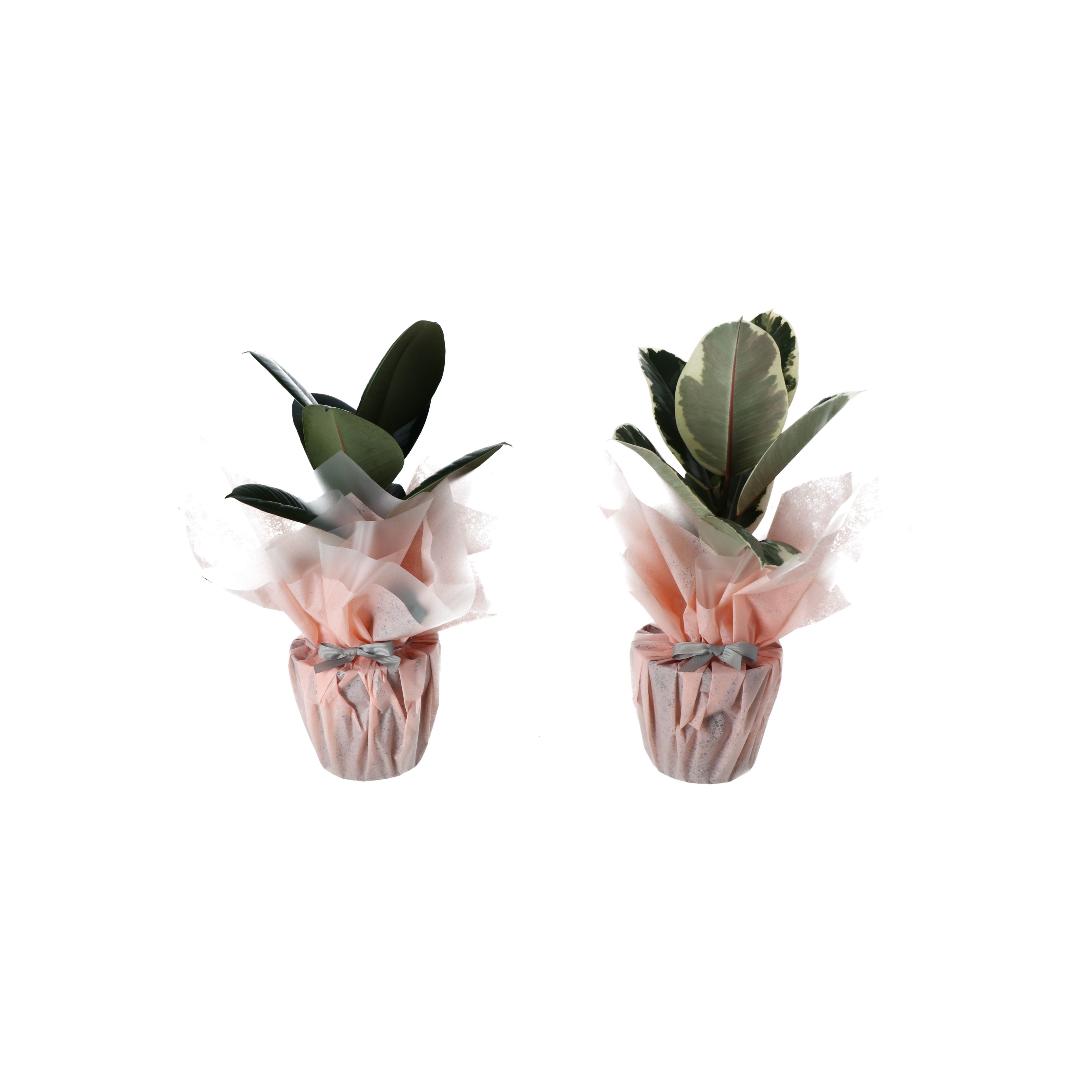 Ficus Wrap 17cm