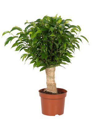 Ficus wrap in 120 | DIY at B&Q