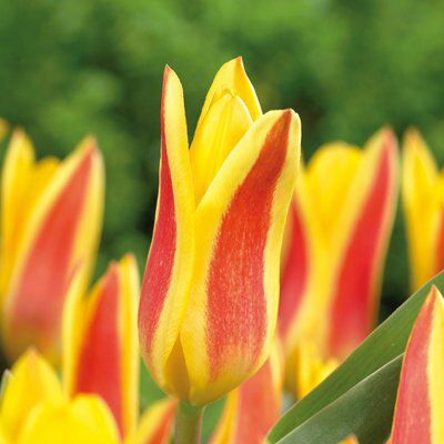 Flower bulb of 10 | DIY at B&Q
