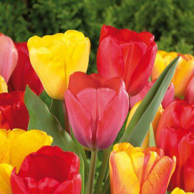 Flower bulb of 35 | DIY at B&Q