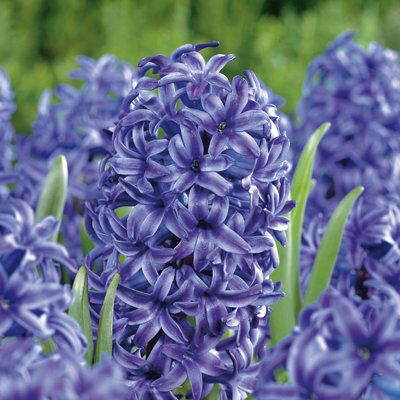 Flower bulb of 4 | DIY at B&Q