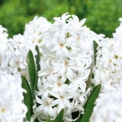 Flower bulb of 4 | DIY at B&Q