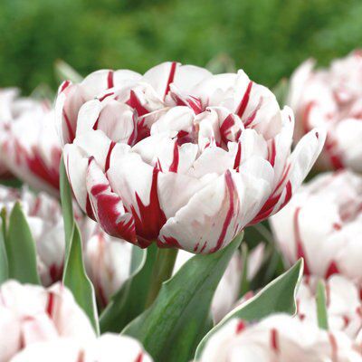 Flower bulb of 8 | DIY at B&Q