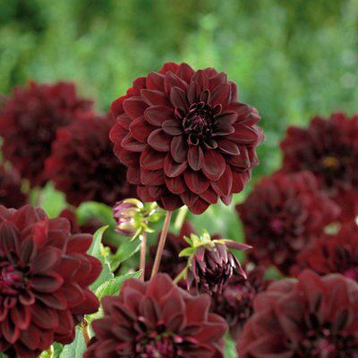 Flower bulb, Pack of 2 | DIY at B&Q
