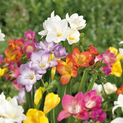 Flower bulb, Pack | DIY at B&Q