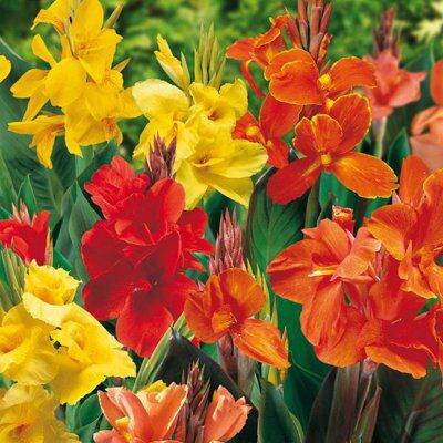 Flower bulb, Pack | DIY at B&Q