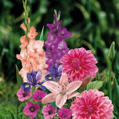 Flower bulb, Pack | DIY at B&Q