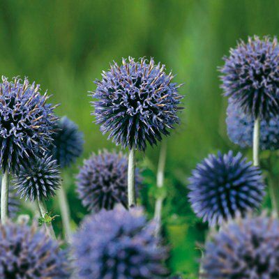 Flower bulb, Pack | DIY at B&Q
