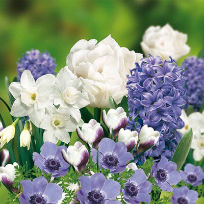 Flower bulb, Pack | DIY at B&Q