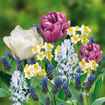 Flower bulb, Pack | DIY at B&Q