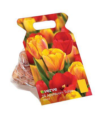 Flower bulb, Pack | DIY at B&Q
