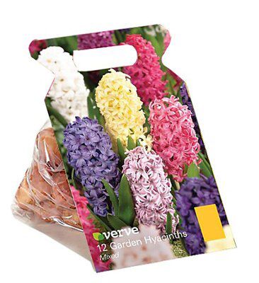 Flower bulb, Pack | DIY at B&Q