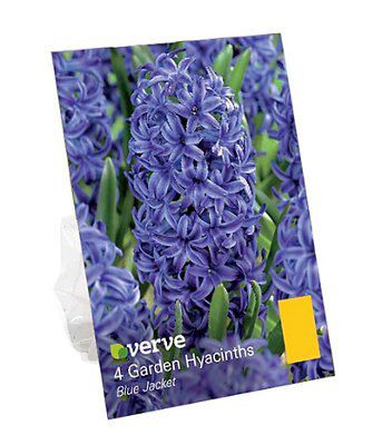 Flower bulb, Pack | DIY at B&Q