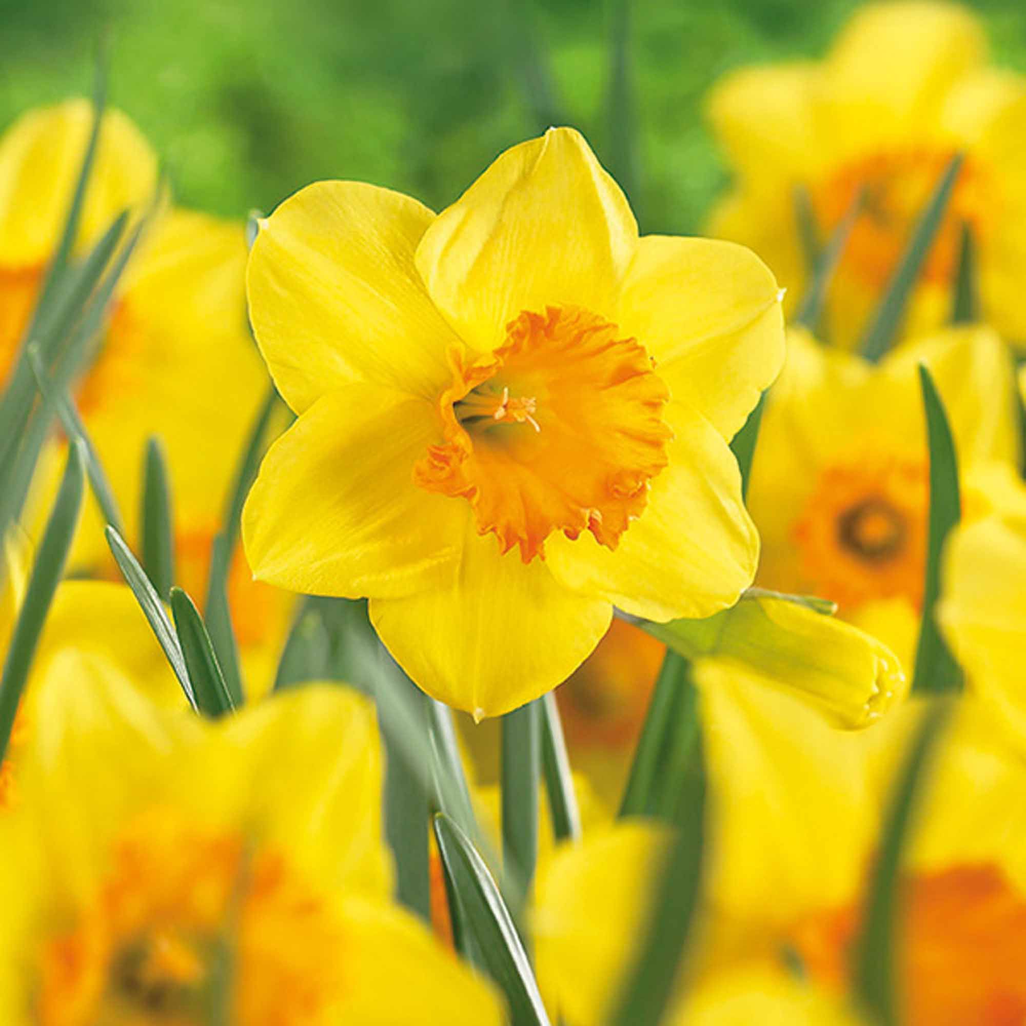 Flower bulb, Pack | DIY at B&Q