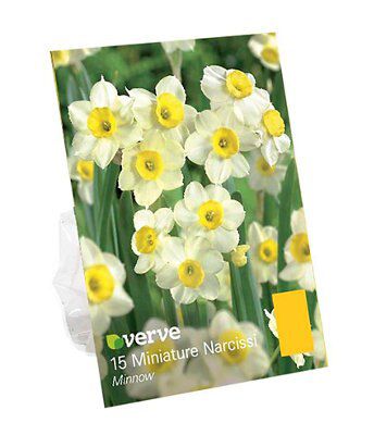 Flower bulb, Pack | DIY at B&Q