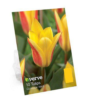 Flower bulb, Pack | DIY at B&Q