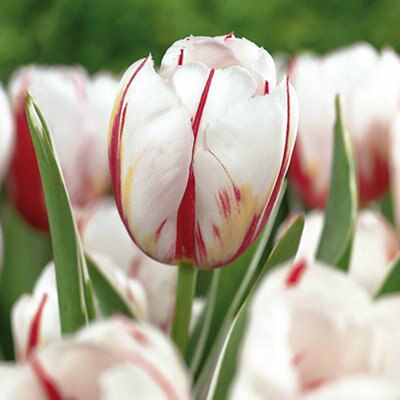 Flower bulb, Pack | DIY at B&Q