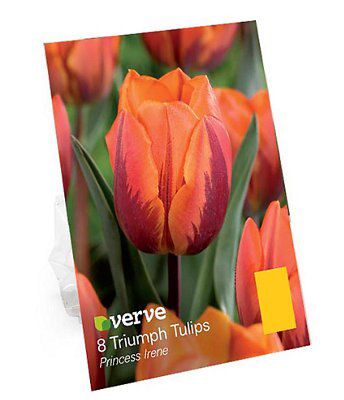 Flower bulb, Pack | DIY at B&Q