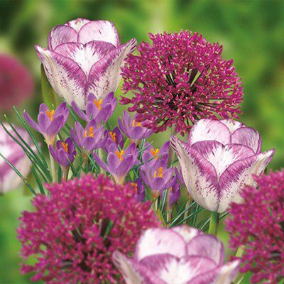 Flower bulb, Pack | DIY at B&Q