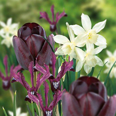 Flower bulb, Pack | DIY at B&Q