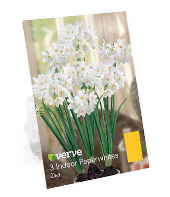 Flower bulb, Pack | DIY at B&Q